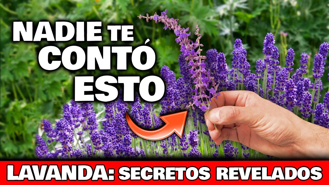 Que OCURRE si TIENES LAVANDA en tu CASA o JARDIN Te SORPRENDERÁ ...