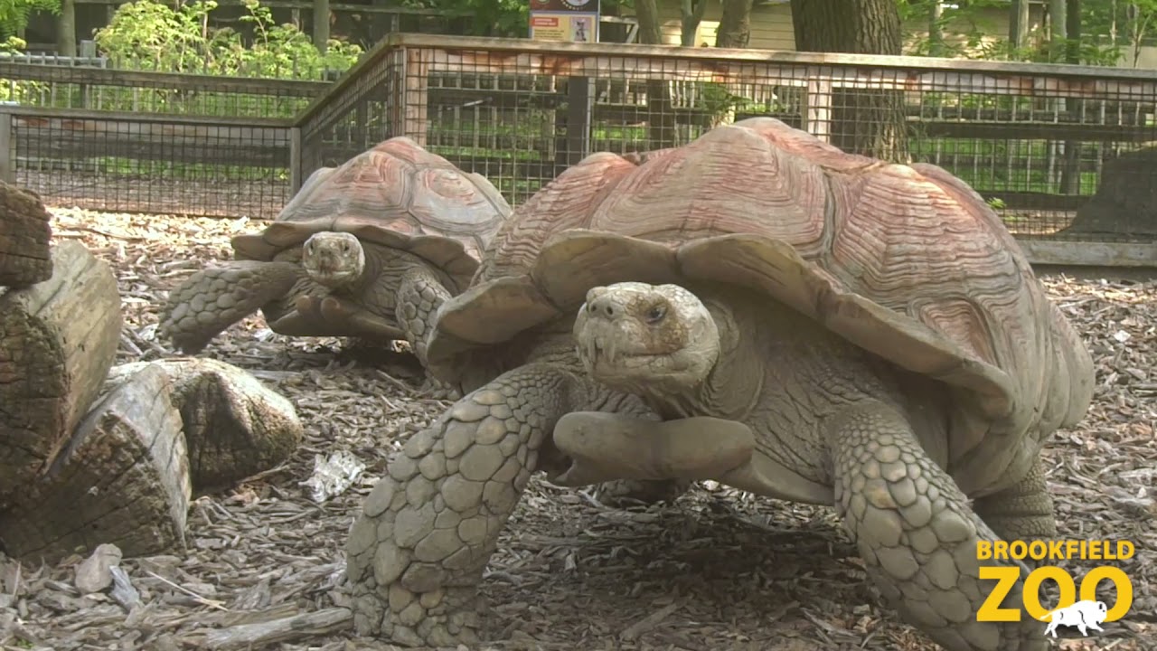 Tortoises - YouTube