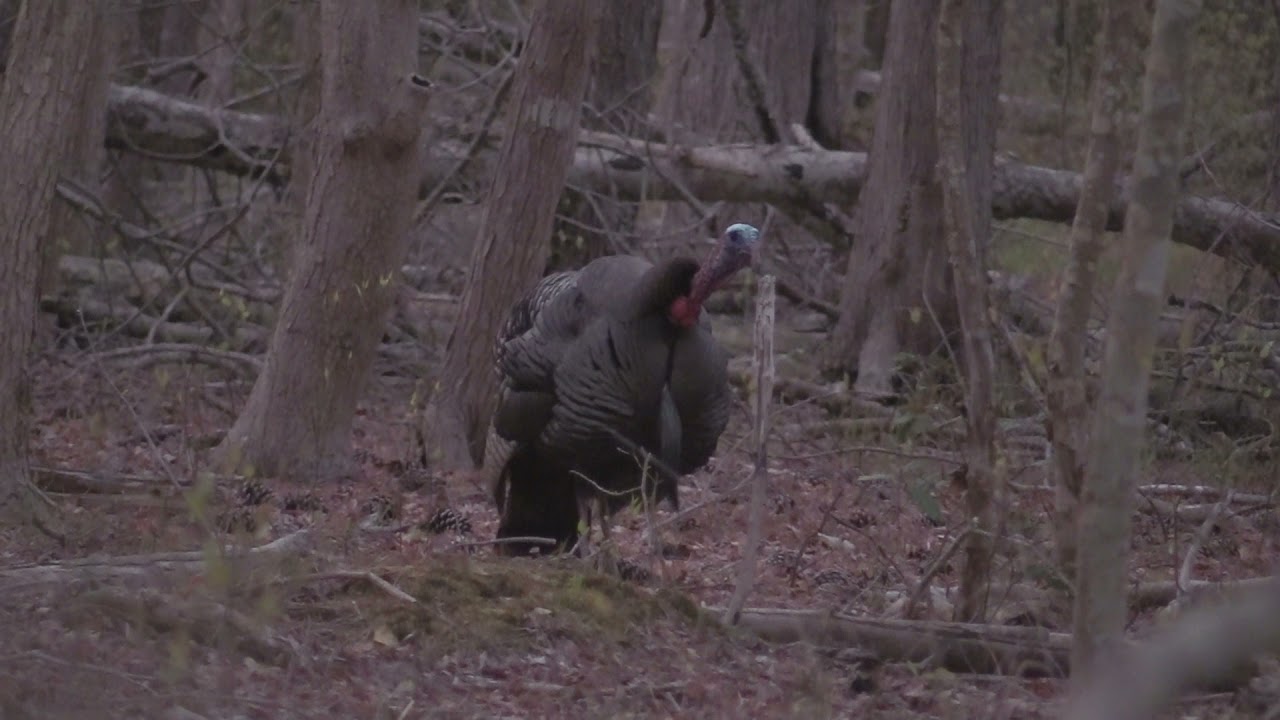 Double Barrel 4-17-2021 Eastern Shore Spring Turkey Hunt - YouTube