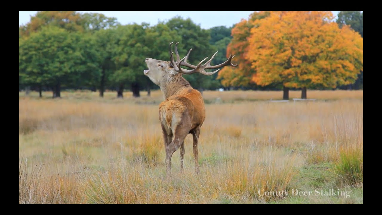 The Autumn Rut - Red Stag Stalking in Scotland - YouTube