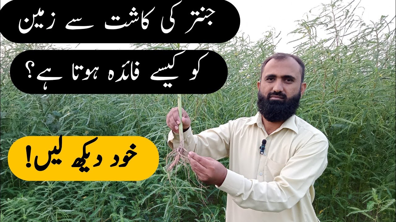 How to increase soil fertility by Jantar Cultivation || Bilal Kanju ...