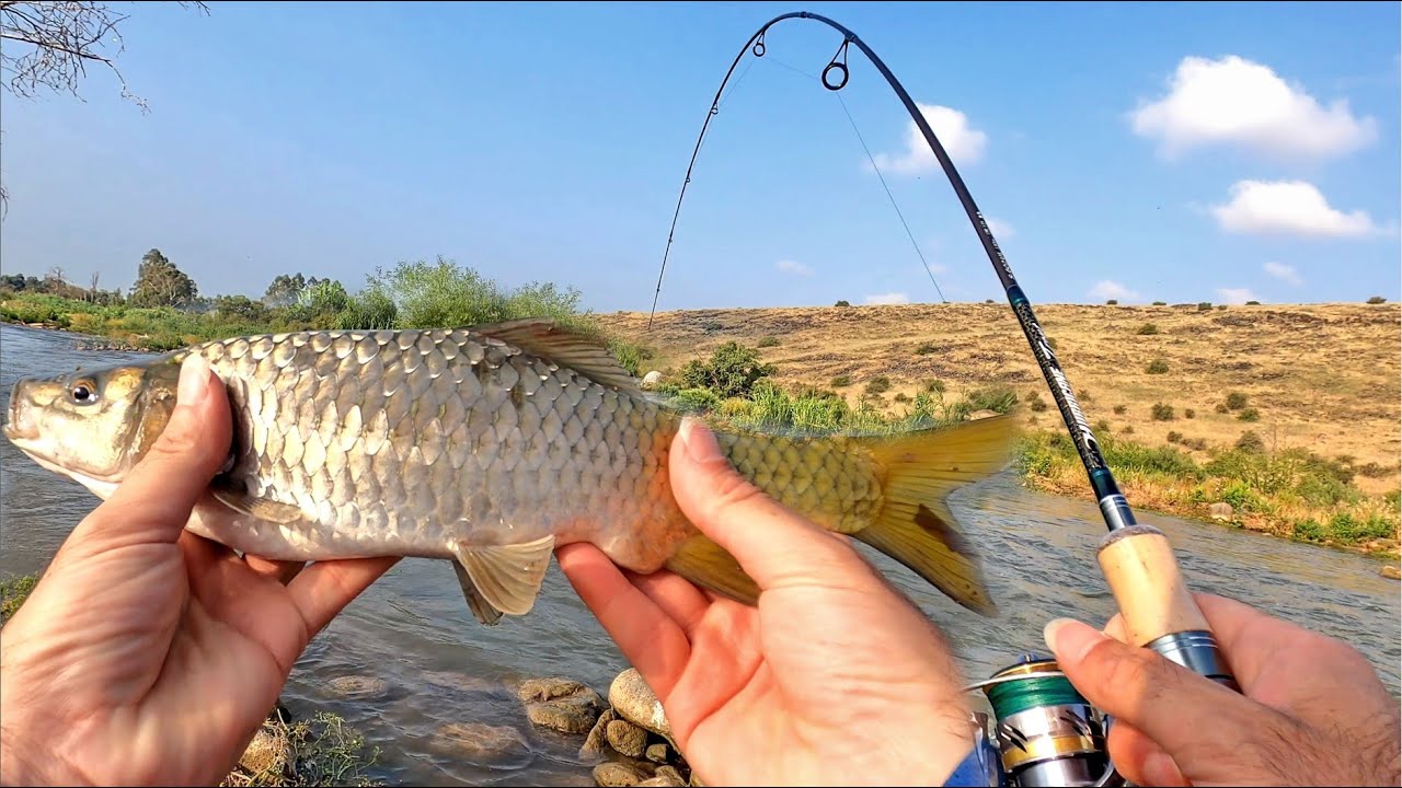 פתיחת עונת הדיג בירדן ההררי 2021 עם חכה חדשה🎣 ואקשן 🐟- UL fishing in ...
