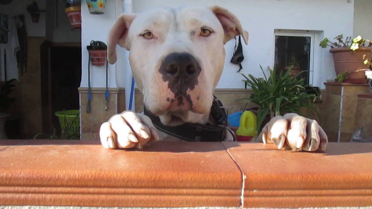 dog called narco says hello - YouTube