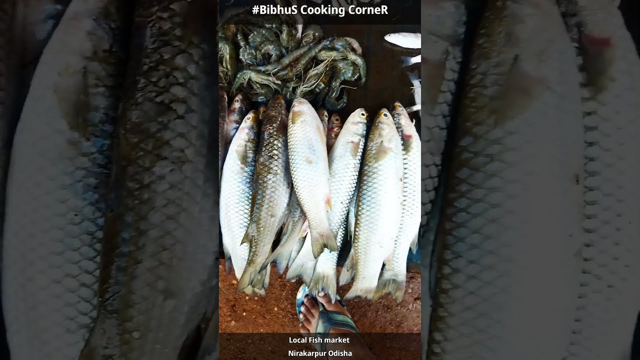 Fish Verity | #Shorts - YouTube