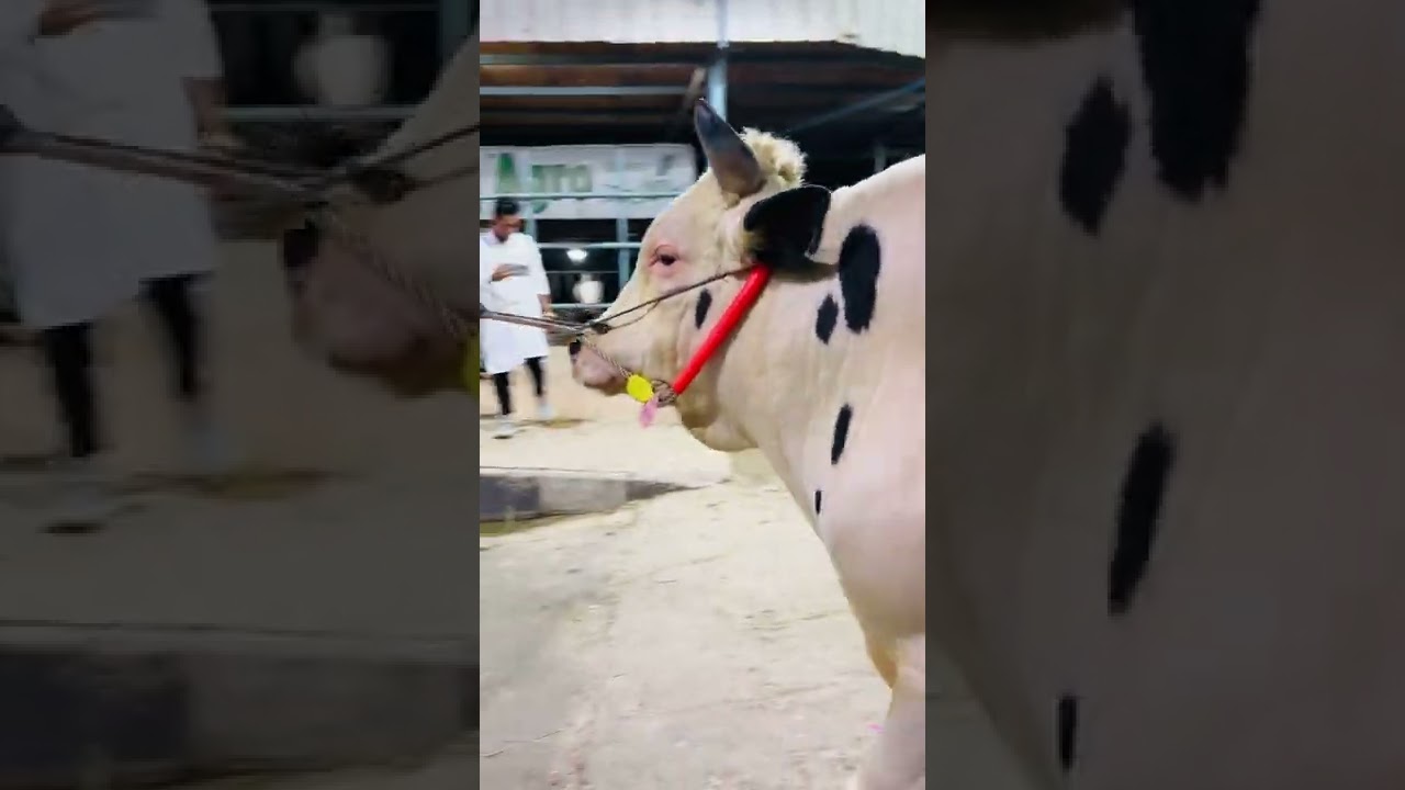 1000Kg Giant Heavyweight Austral Bull Showdown | Sadeeq Agro | #brahman ...