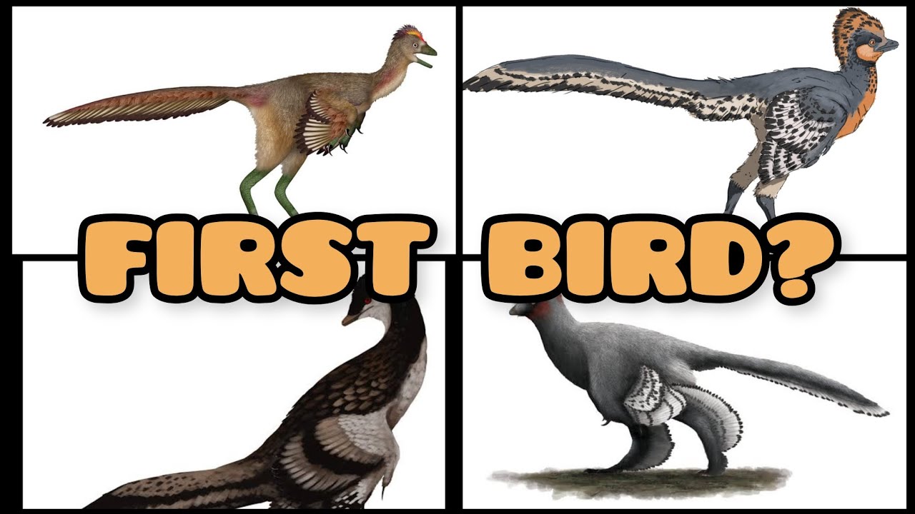 WHO'S THE FIRST BIRD? || NEW DINOSAUR DISCOVERY || Fujianvenator ...