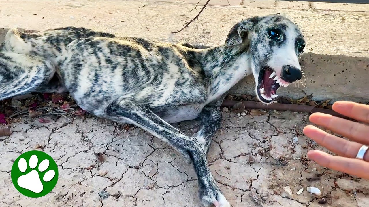 Homeless Dog Is Terrified Of Humans - YouTube