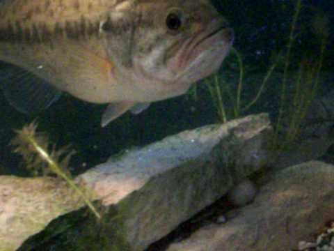 Pet Bass eats 8 large commet gold fish - YouTube