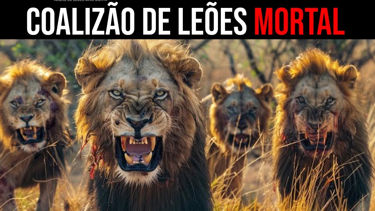 Leões Mapogo - A Coalizão de Leões Mais Mortíferas - YouTube