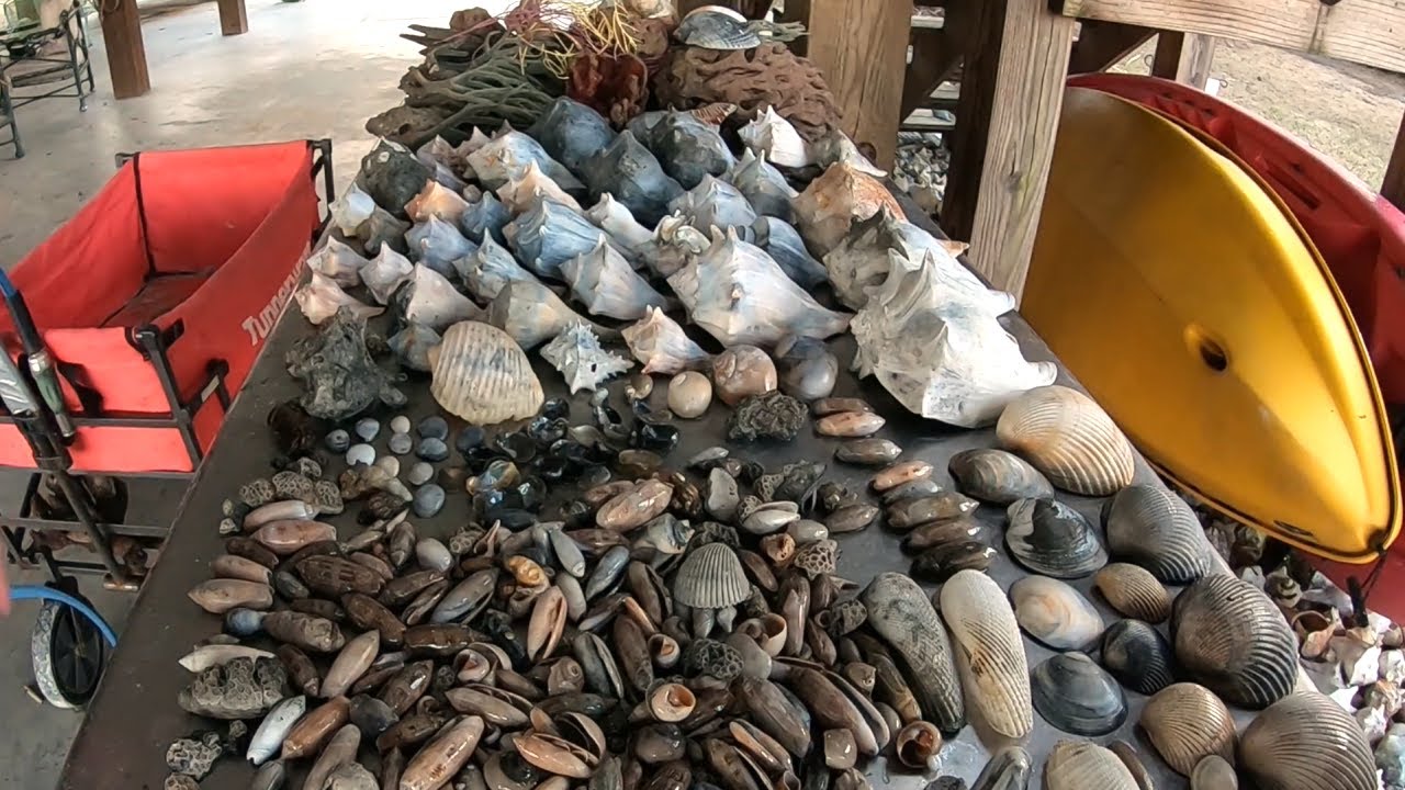 Cleaning and sorting a MASSIVE load of Seashells/Beach Treasures from a ...