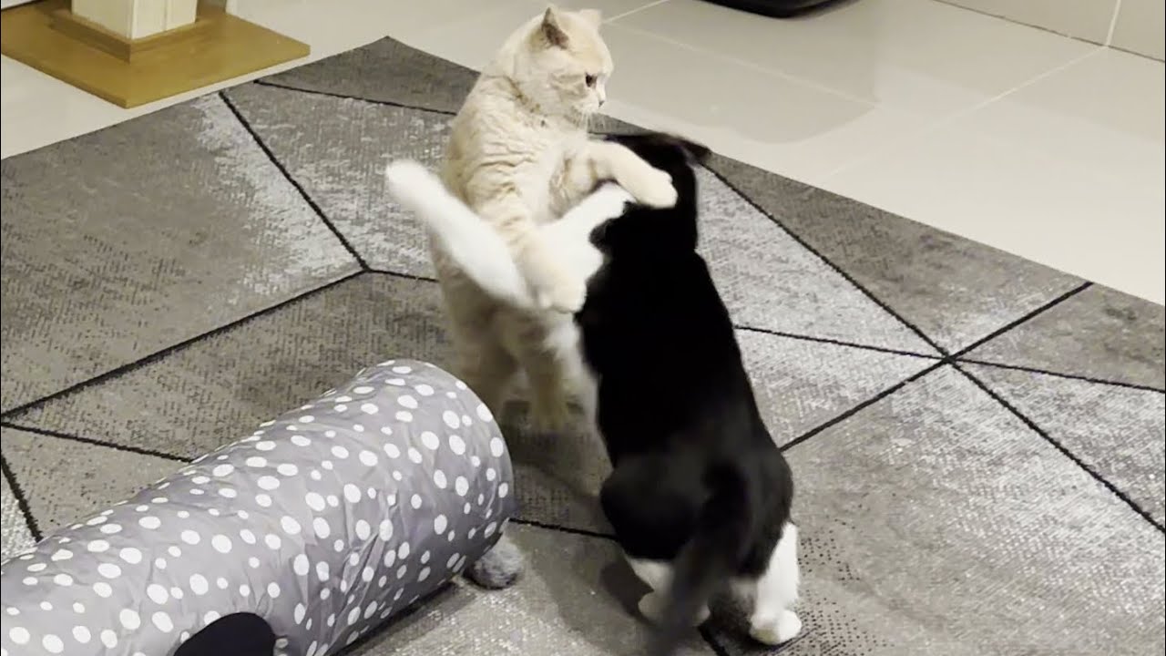 Cat Body Slams Kitten - YouTube