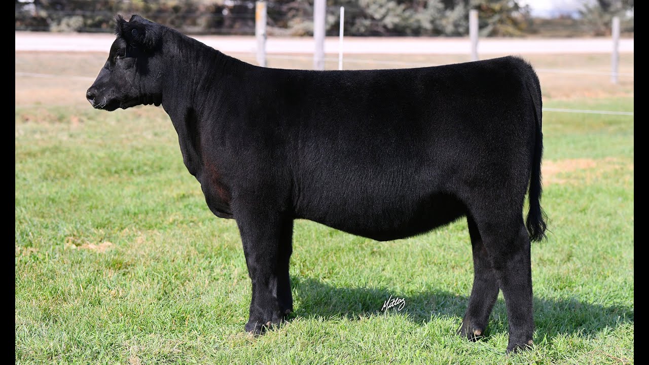 Jensen 451 - YouTube