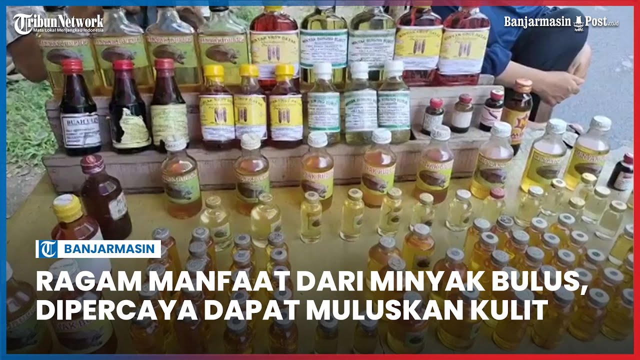 Ragam Manfaat Dari Minyak Bulus, Dipercaya Dapat Muluskan Kulit dan ...
