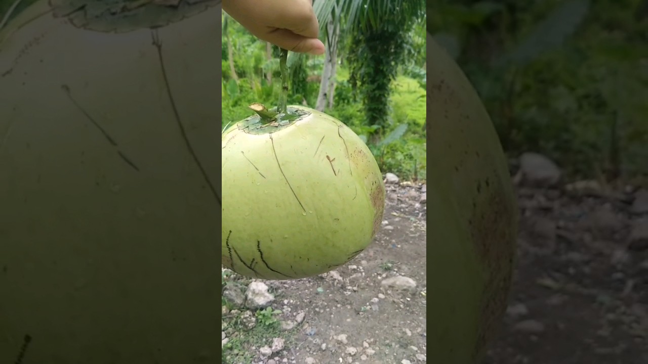 yummy fresh buko #2023 #youtubeshorts #yummy #buko #shorts #amazing # ...