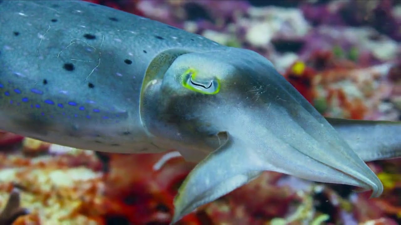 Cuttlefish Hunting blue planet 2 - YouTube