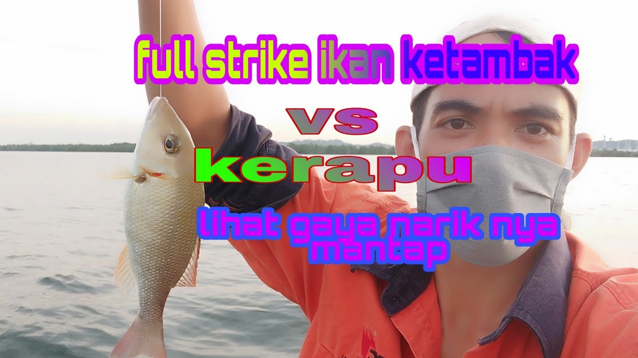 Full strike ikan ketambak vs kerapu - YouTube