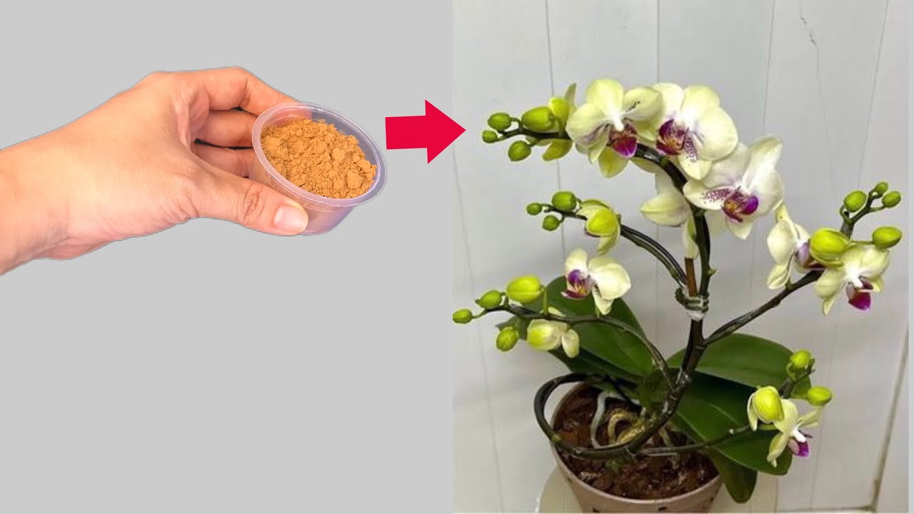 Just sprinkle a little cinnamon powder! Orchids will bloom all year ...