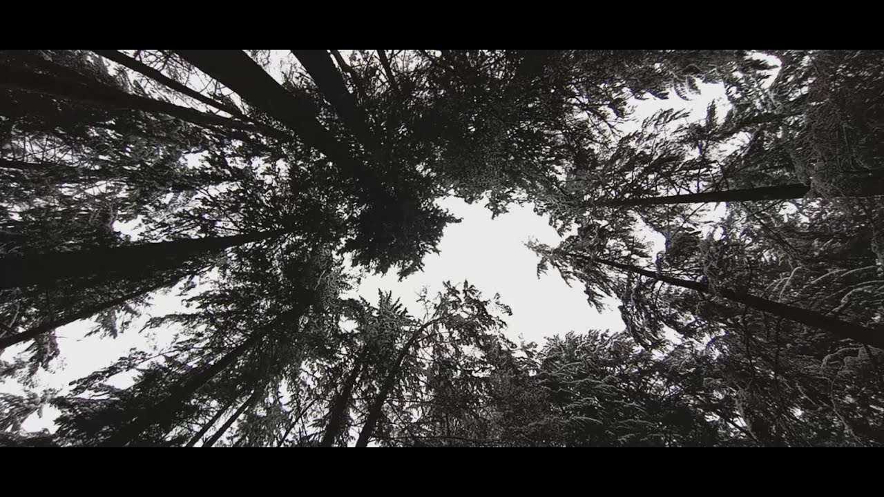 The Great Faraday Forest - YouTube