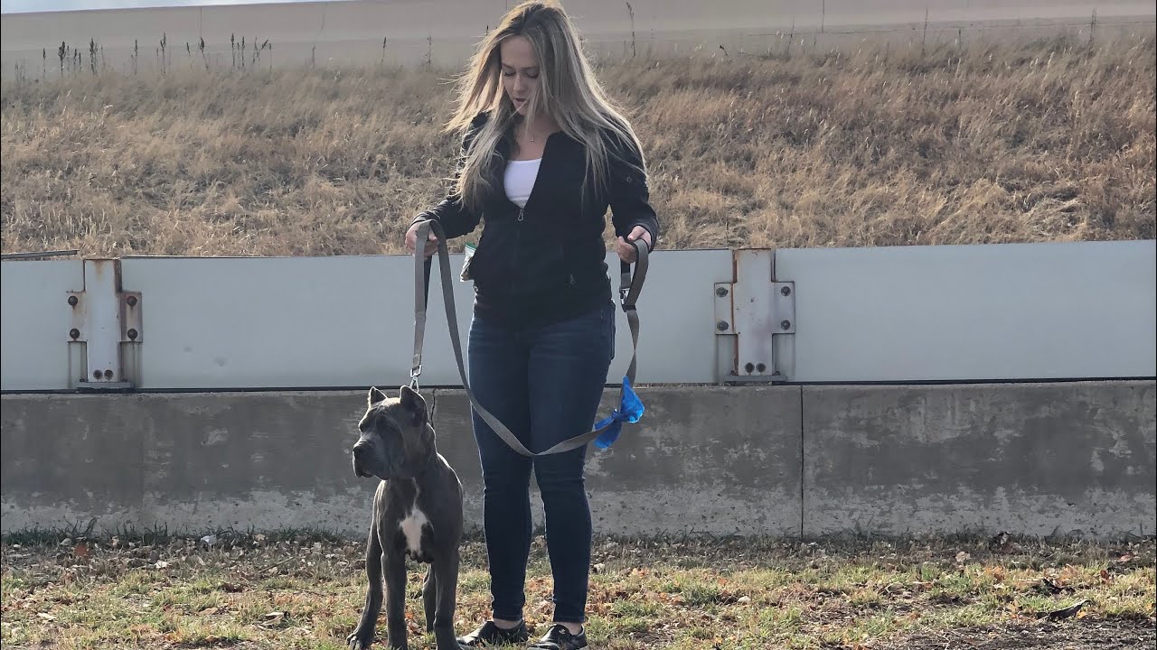 Training cane corso - YouTube