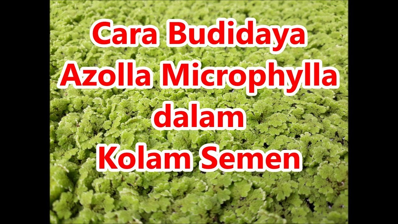 Cara Budidaya Azolla Microphylla dalam Kolam Semen - YouTube