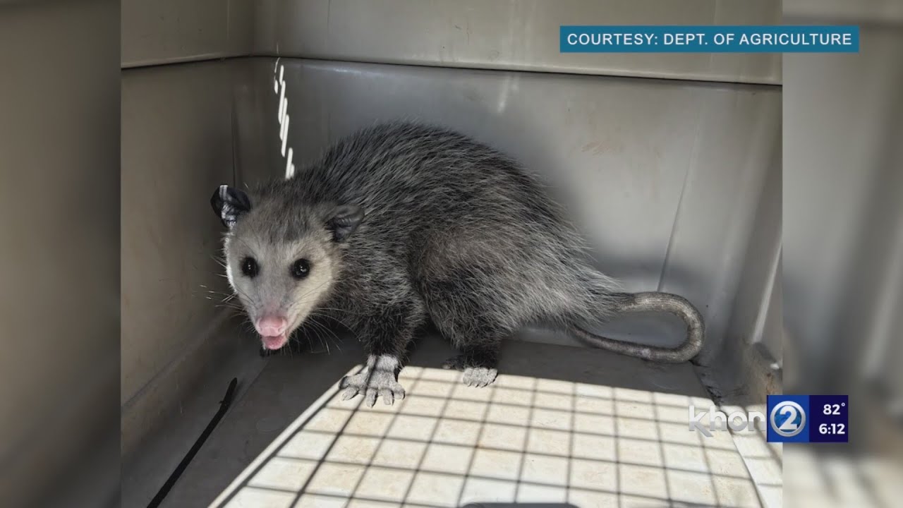 Opossum found in shipping container raises concerns about growing ...