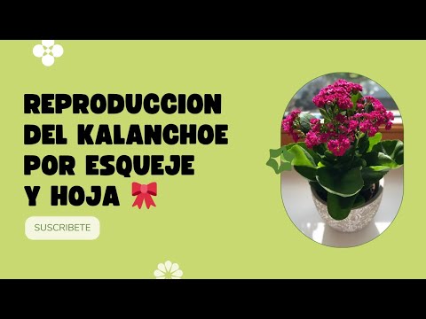 Como reproducir nuestra KALANCHOE, los métodos más efectivos, PASO A PASO 🌸 | El jardín de Ely ...