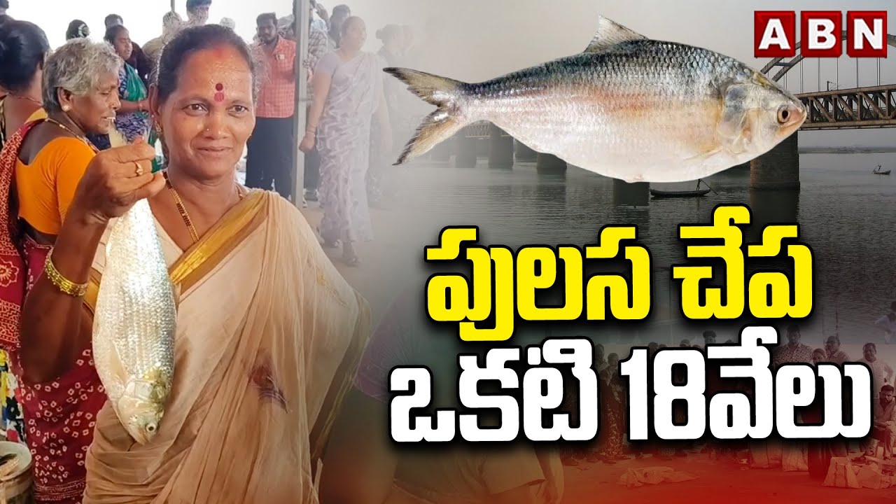 పులస చేప ఒకటి 18వేలు | Pulasa Fish Season Begins | Pulasa Fish Cost ...