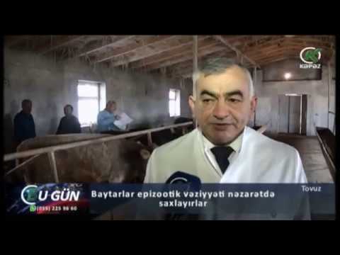 04.02.2020 / KəpəzTV / Tovuzda baytarlar epizootik vəziyyəti nəzarətdə saxlayır