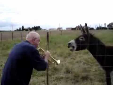 Donkey singing to a trumpet XD - YouTube