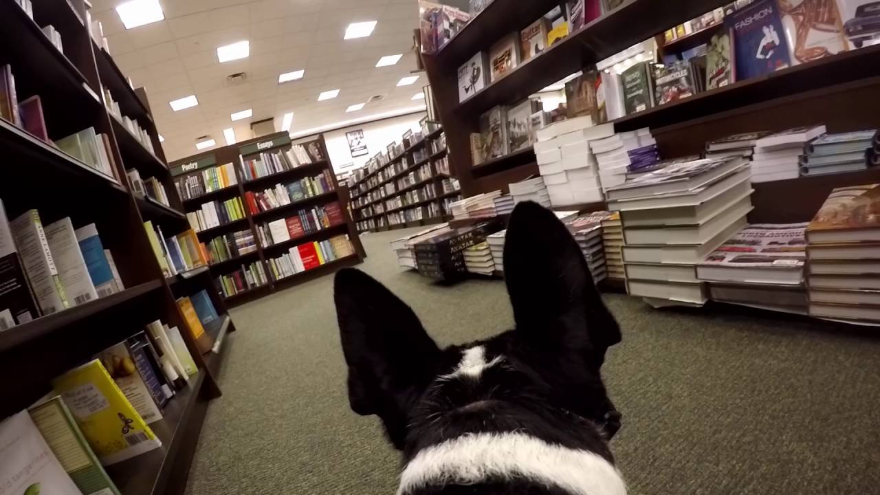 Through the Book Store ( Dog POV) - YouTube
