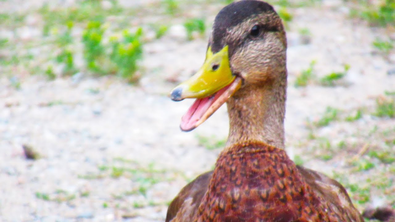 Ducks Quacking Excitedly Announce FOOD is COMING! - YouTube