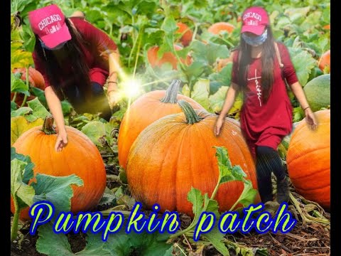 Pumpkin Patch quick Tour - YouTube