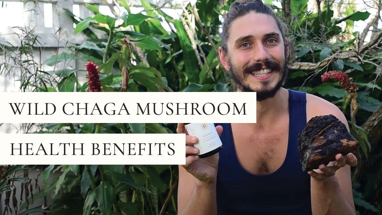 Wild Chaga Mushroom Health Benefits - YouTube