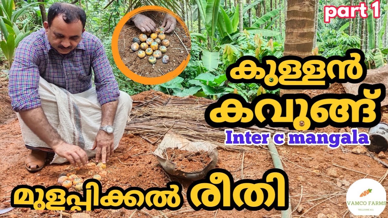 കുള്ളൻ കവുങ്ങ് മുളപ്പിക്കൽ രീതി !!!! inter c mangala | kullan kavungu 🤑 ...