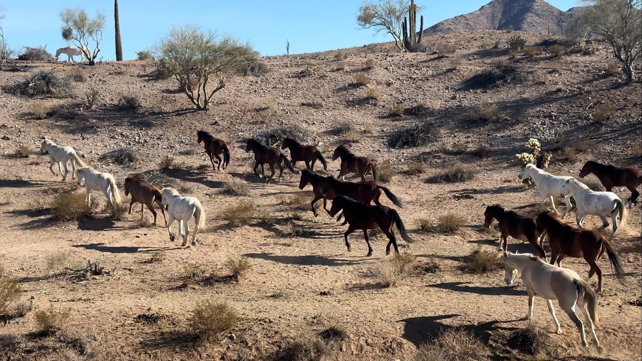 Running Free Wild Horses Bend - YouTube