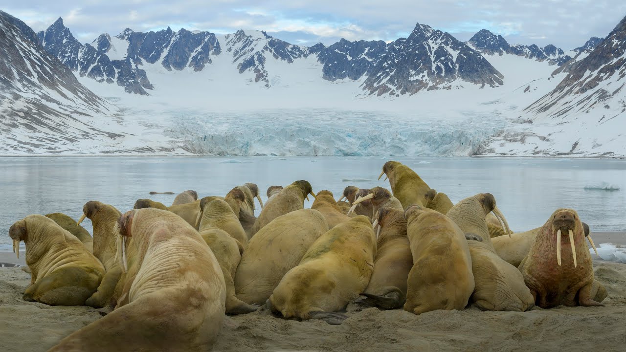 Walrus colony. Spitsbergen - YouTube