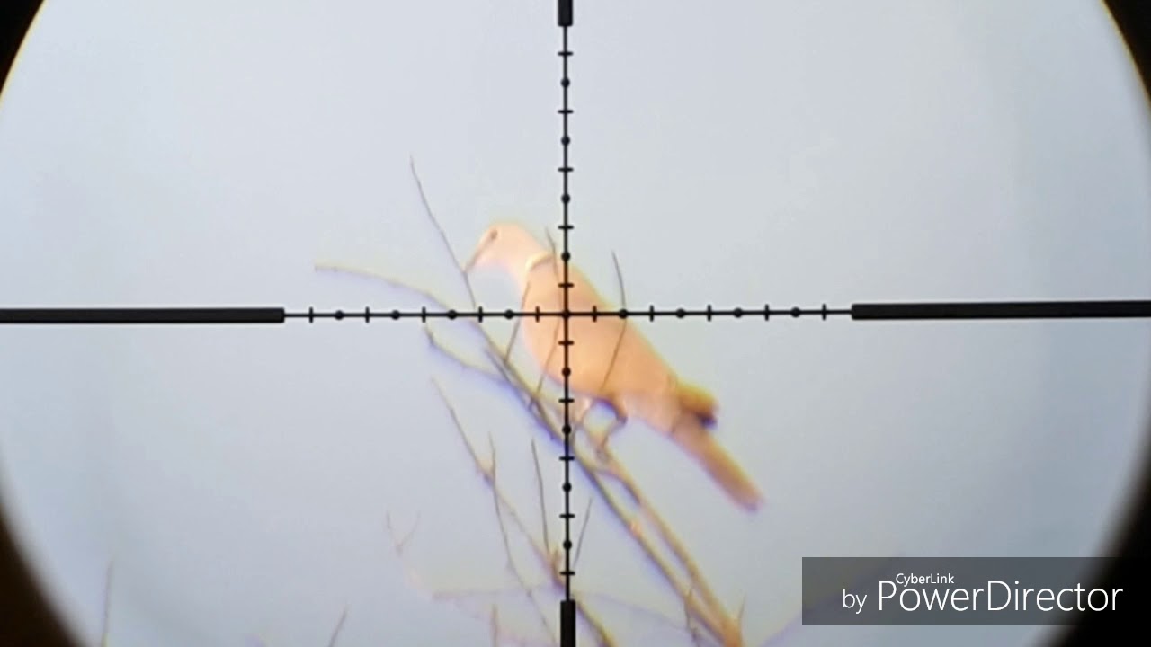Dove hunting with my p15 and home made sinde angle scope mount - YouTube