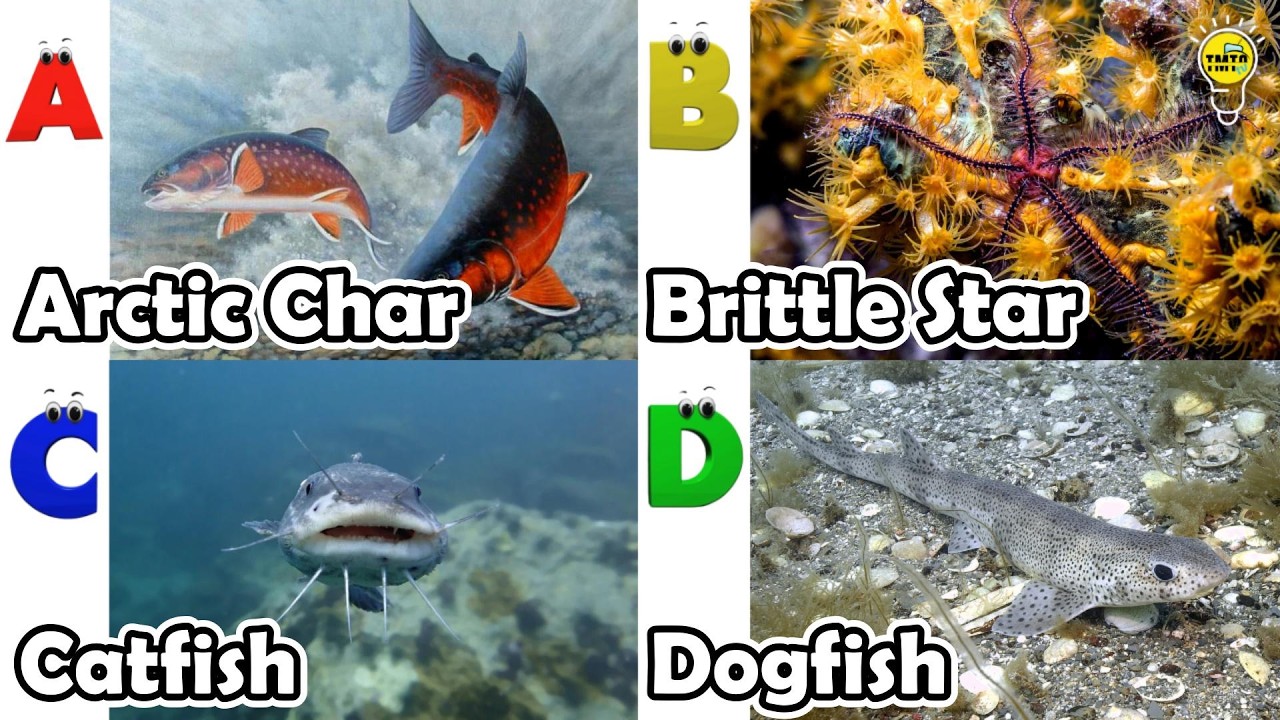 Cute ocean animals | ABC phonics animals | ABC Sea Animals song ...