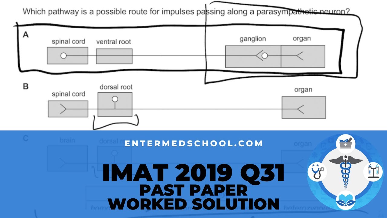 IMAT 2019 Past Paper | Q31 | Biology | Worked Solution (OLD) - YouTube