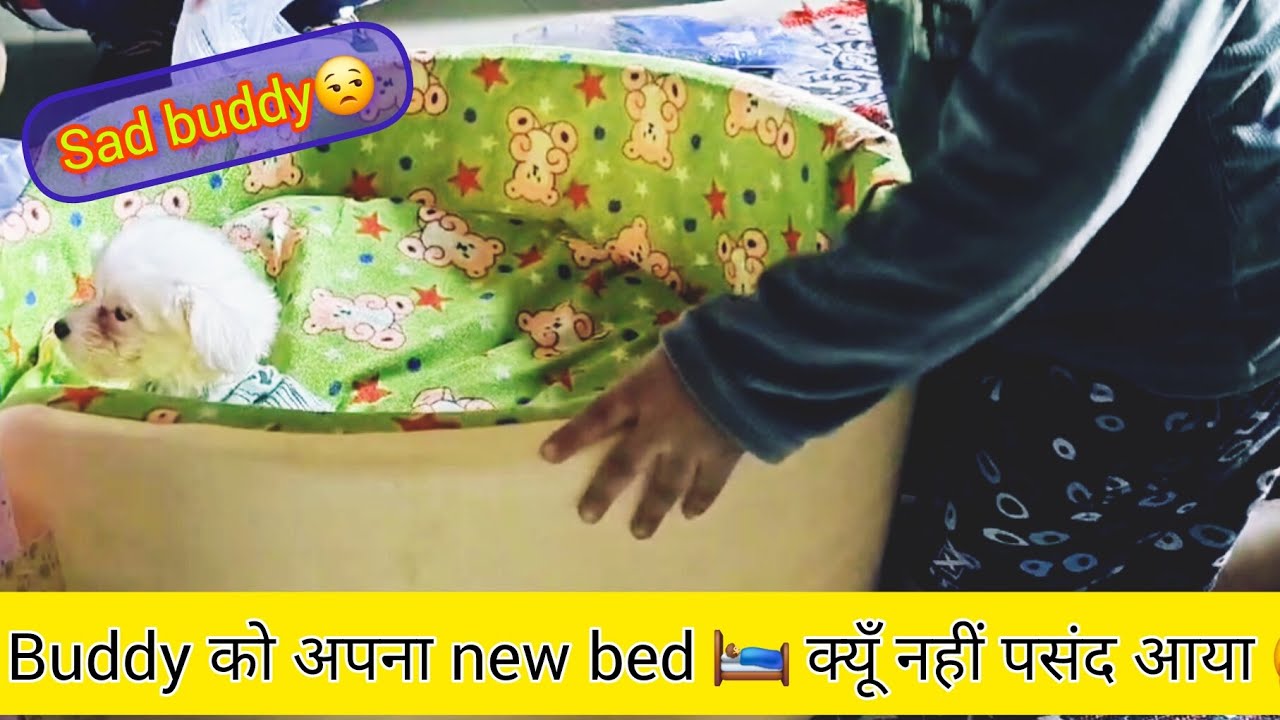 buddy sad ho गया...buddy को दूसरा bed 🛌 चाहिए ||puppy bed||Family ...