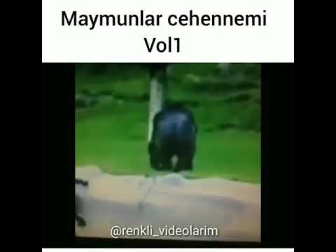 Maymunlar alemi