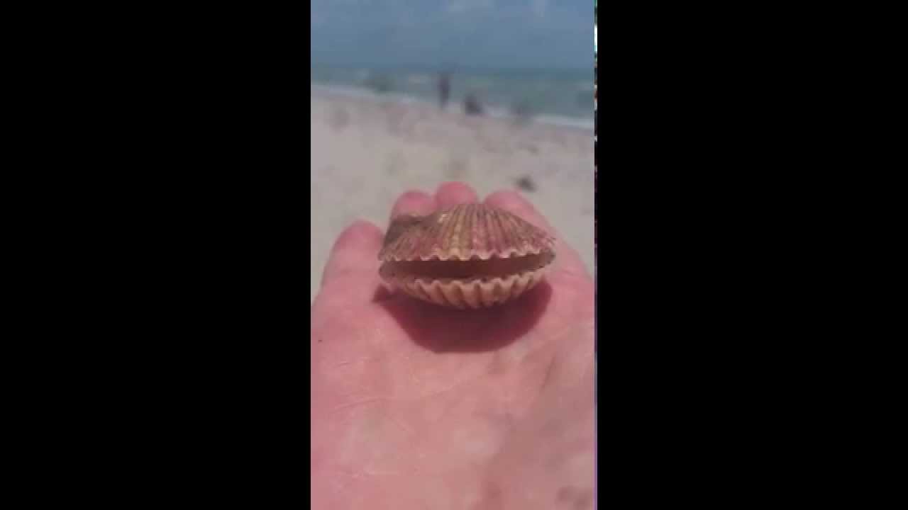 The REAL Angry Clam - YouTube