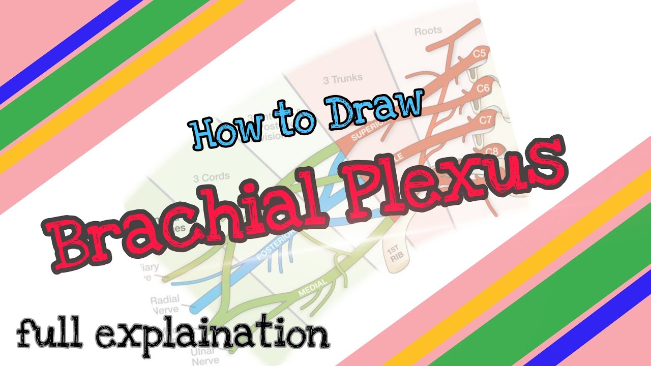 Draw Brachial Plexus made easy | How to Draw Brachial Plexus | Easiest ...