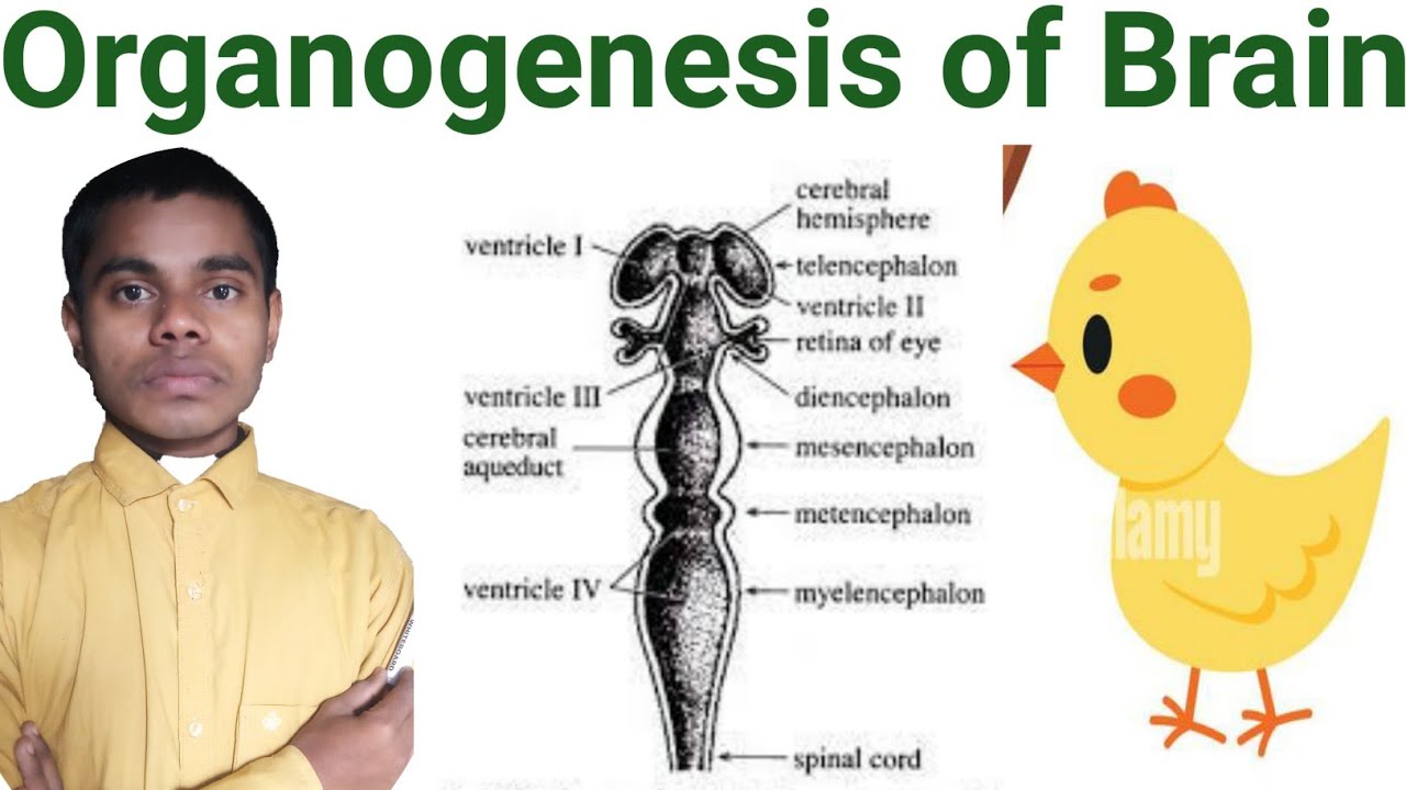 Describe the organogenesis of brain in chick embryo | brain development ...