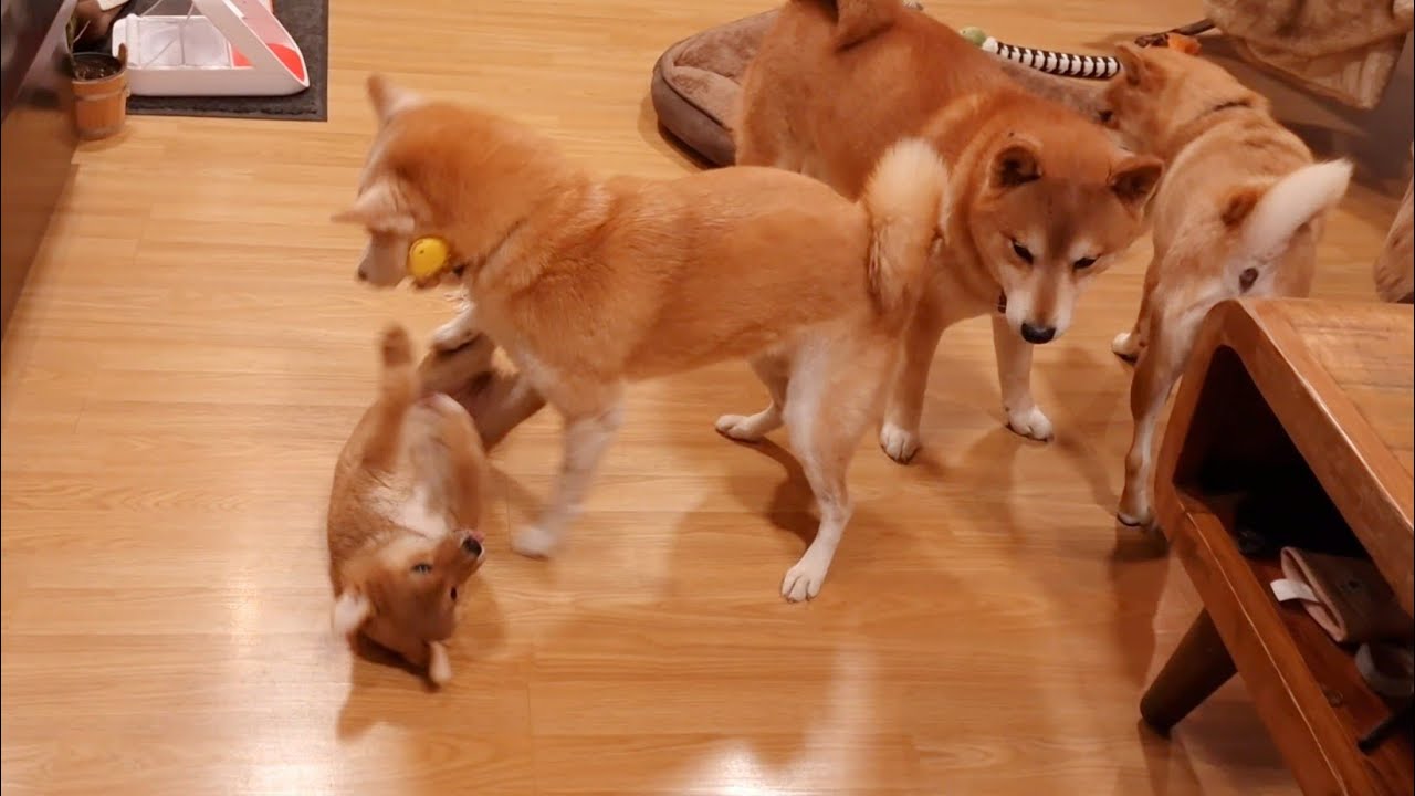 let the battle begin! - YouTube