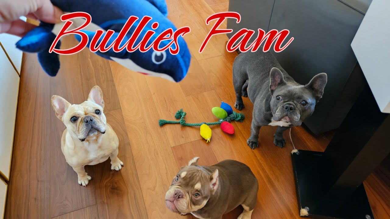 WE ARE A FAMILY OF THE BULLY BULLIES😬🐶🐕🥰🤗 - YouTube