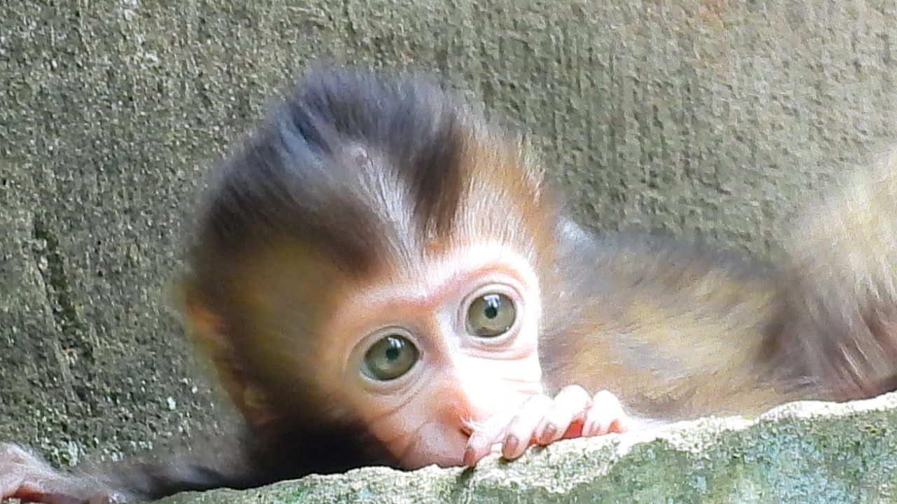 SHOCKING HEART ! RAINBOW VERY SADNESS AND HUNGRY. SHE'S CRY TERRIBLE ...