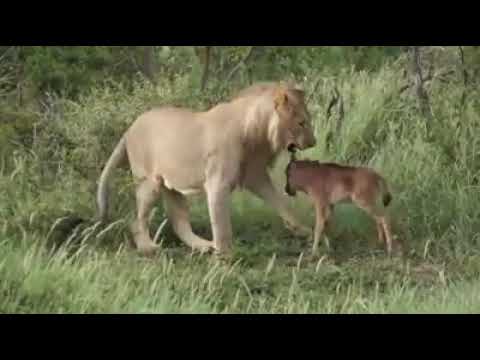 Vahşi bir hayvan olan Aslan dahi yeri geldiğinde bir koyun gibi uysal olur.