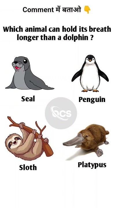 Which animal can hold its breath longer than a dolphin? #seal #penguin ...