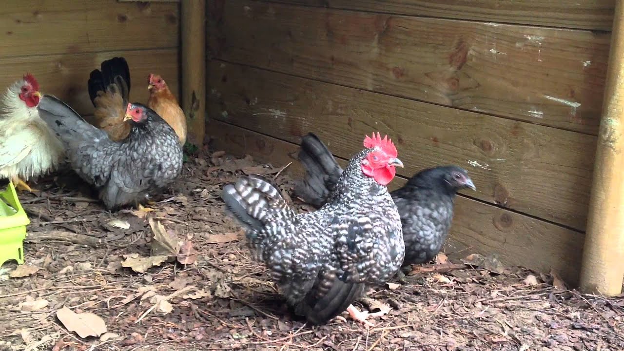 Poules Chabo Nagasaki. - YouTube